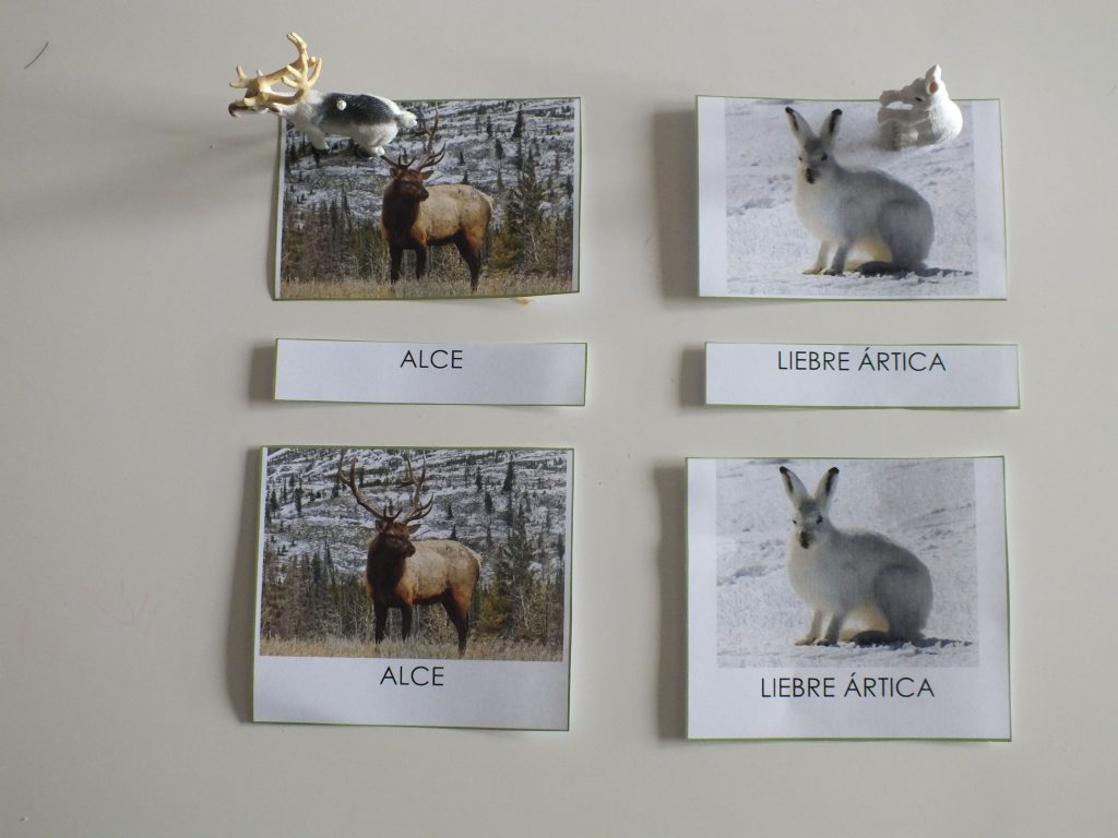 Proyecto de Geografía II- El ártico « Happy Mama