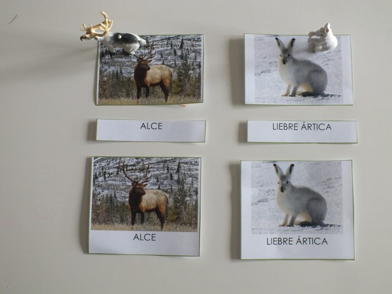 Proyecto de Geografía II- El ártico « Happy Mama